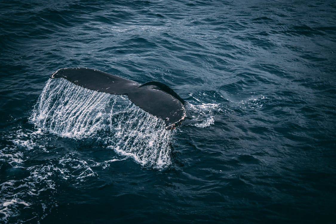 Saving the Ecosystem: 3 Good Reasons to Protect Whales